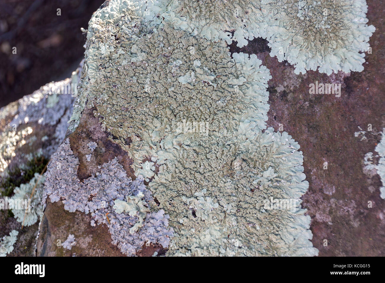 Lichen falls hi-res stock photography and images - Alamy
