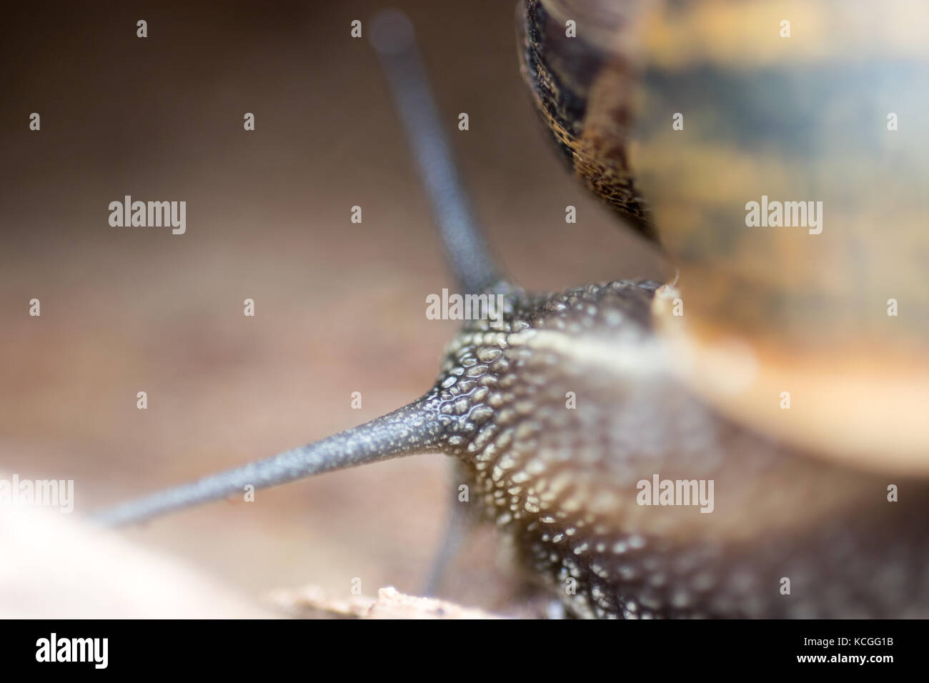 Close up view of big snail crawling on the trunk of old pine tree trunk ...
