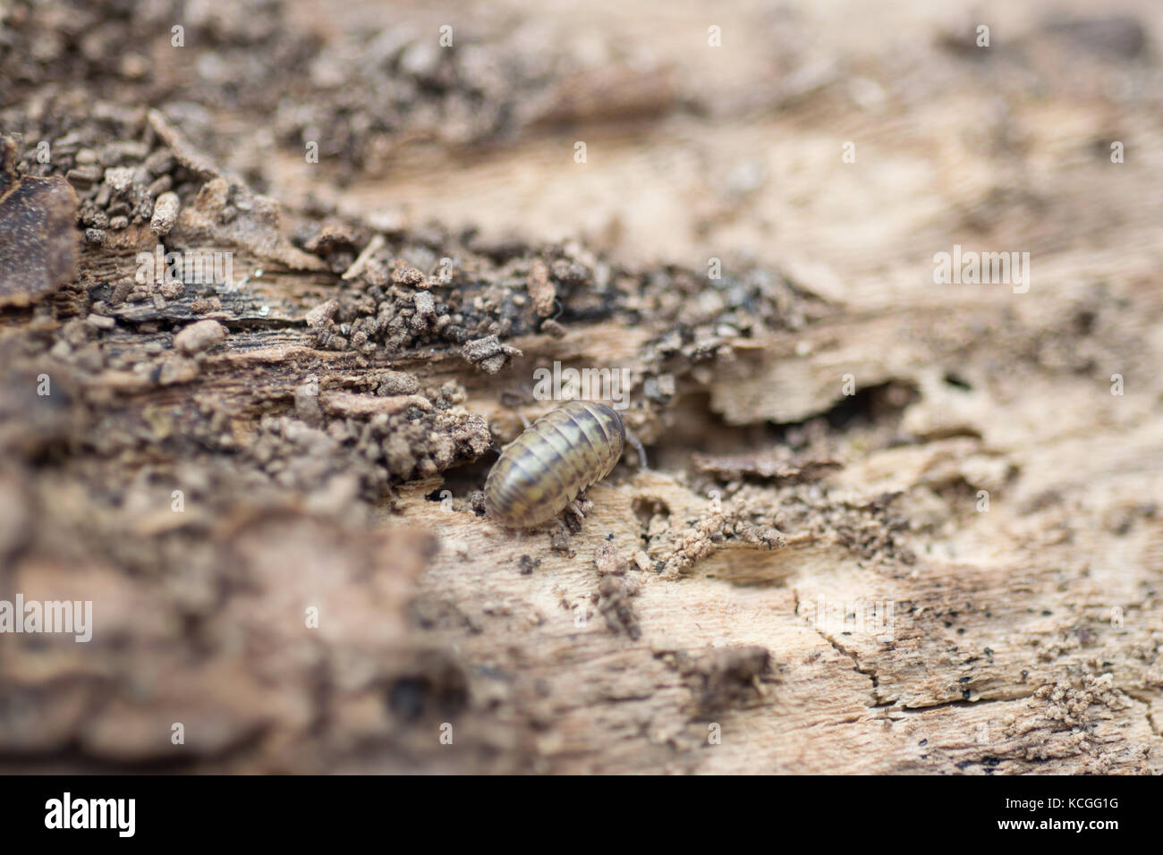 Close view of a upside down pill bug on the nature Stock Photo - Alamy
