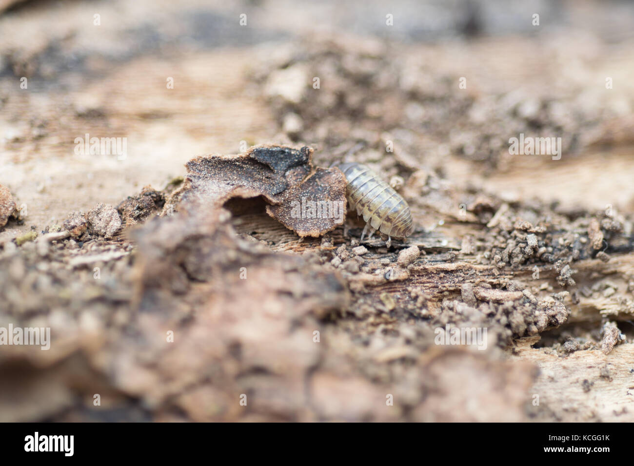 Close view of a upside down pill bug on the nature Stock Photo - Alamy