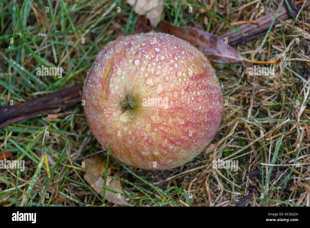 Ground apple hi-res stock photography and images - Alamy
