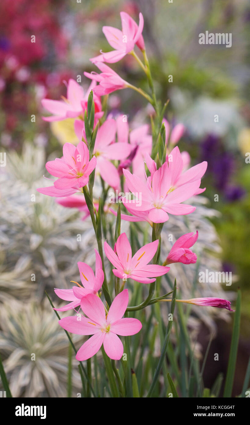 Hesperantha coccinea flowers Stock Photo - Alamy