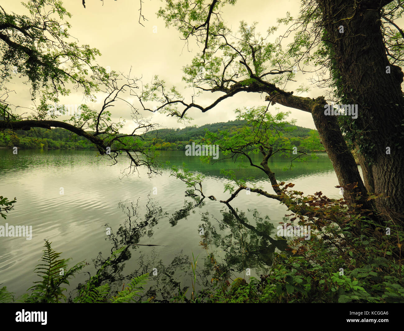 Early Autumn countryside morning,Northern Ireland Stock Photo - Alamy