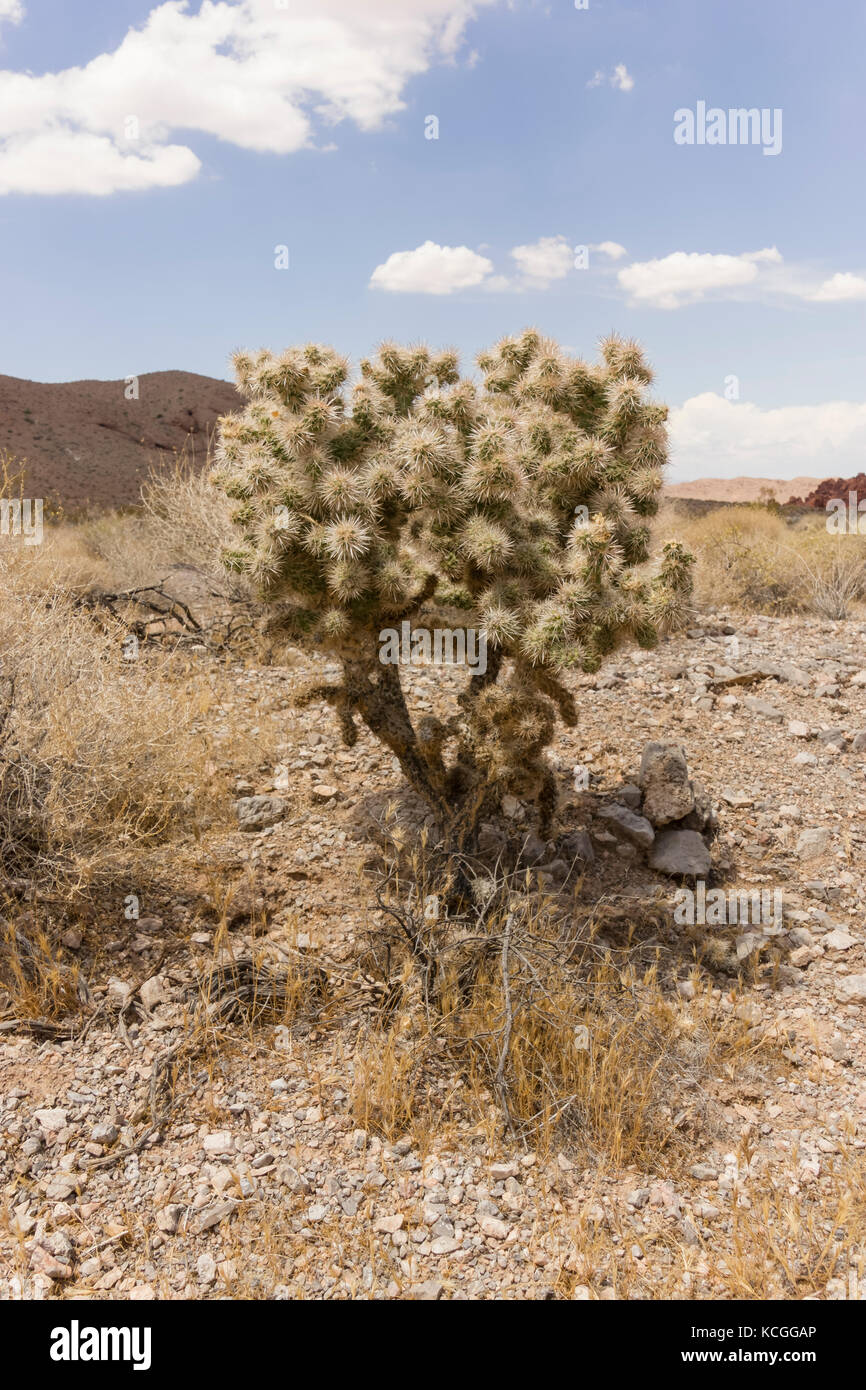 A small prickly bush in the Nevada desert Stock Photo - Alamy