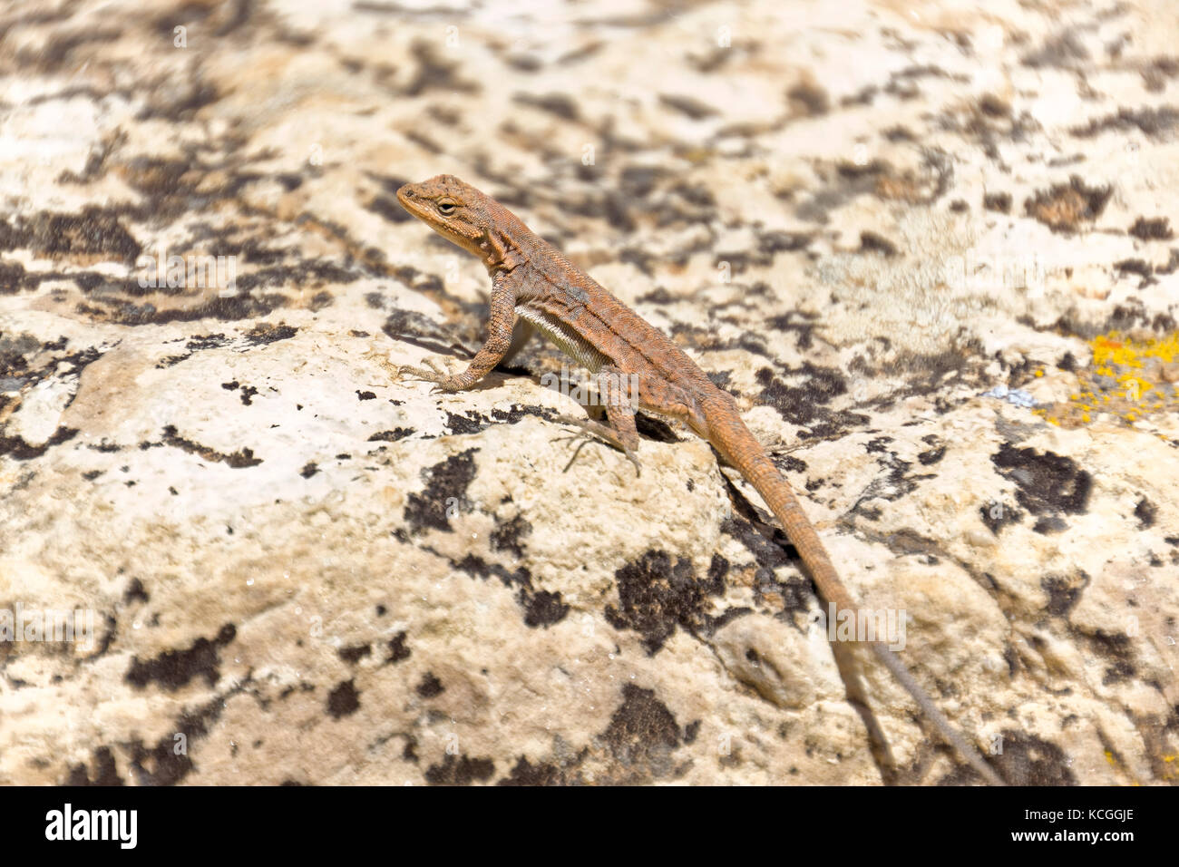 Lizard of cape hi-res stock photography and images - Alamy