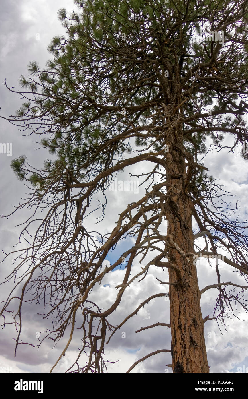A scorched tree in the Kaibab forest Stock Photo - Alamy