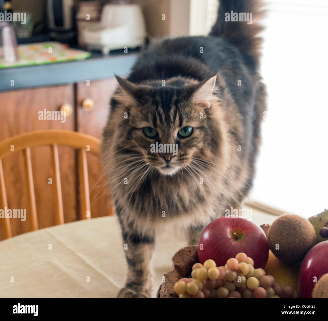 A cat standing on a kitchen table Stock Photo - Alamy