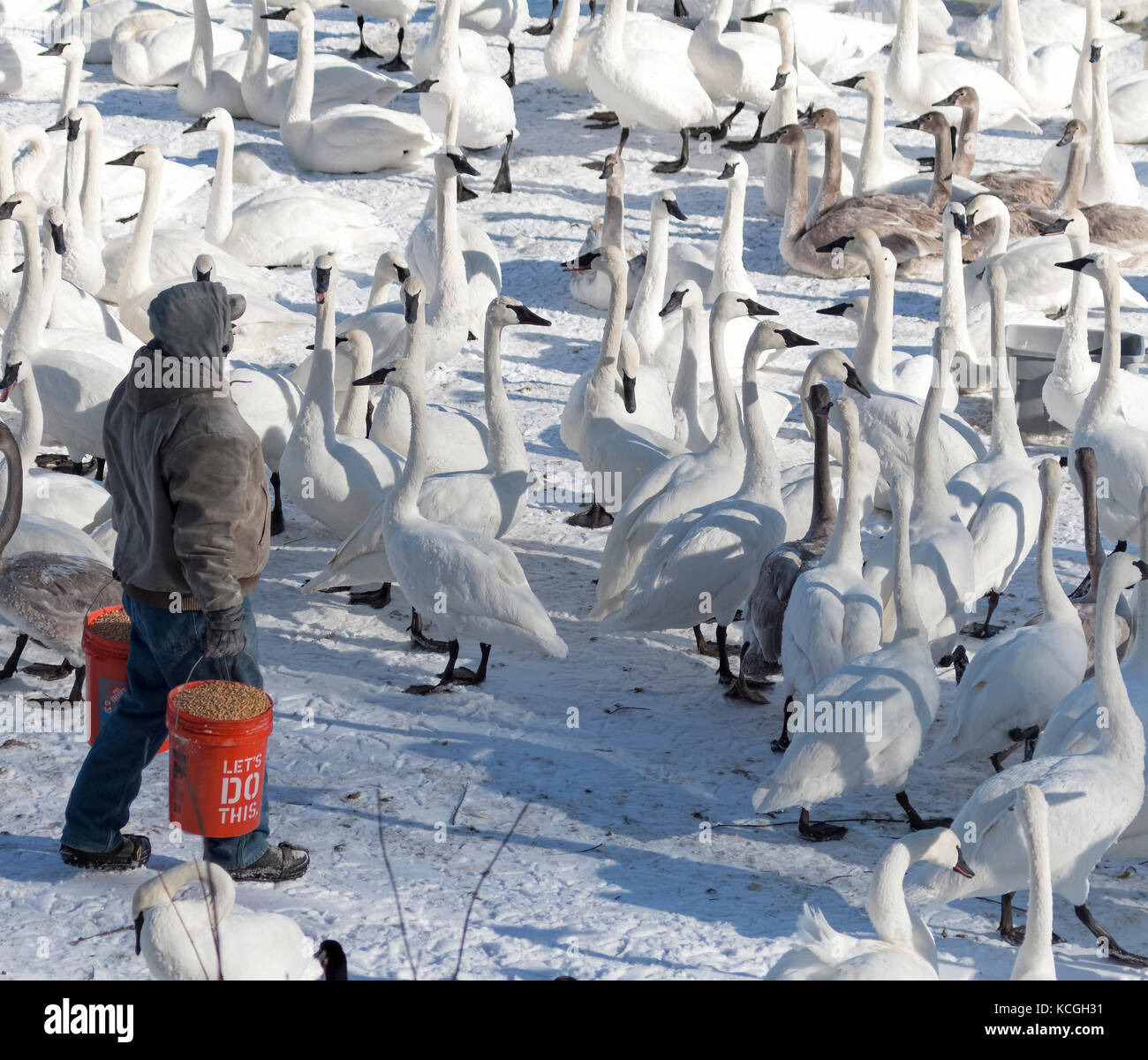 The feeding of the trumpeter swans in Monticello, Minnesota Stock Photo ...