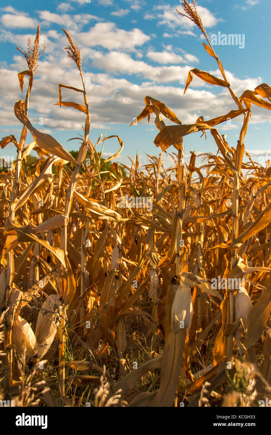 Middle of corn field hi-res stock photography and images - Alamy