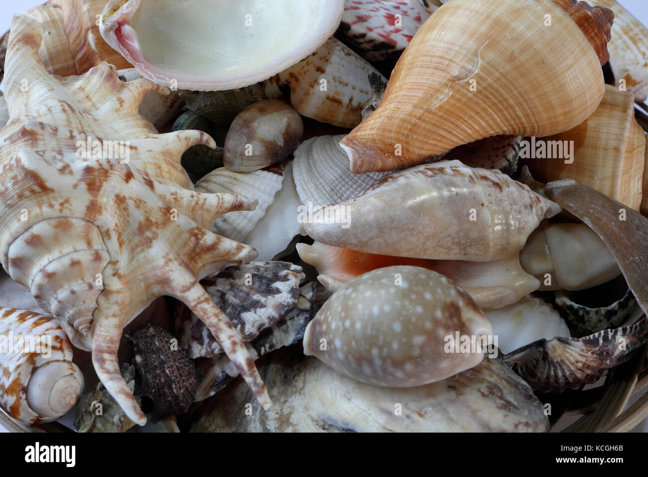 A collection of sea shells Stock Photo - Alamy