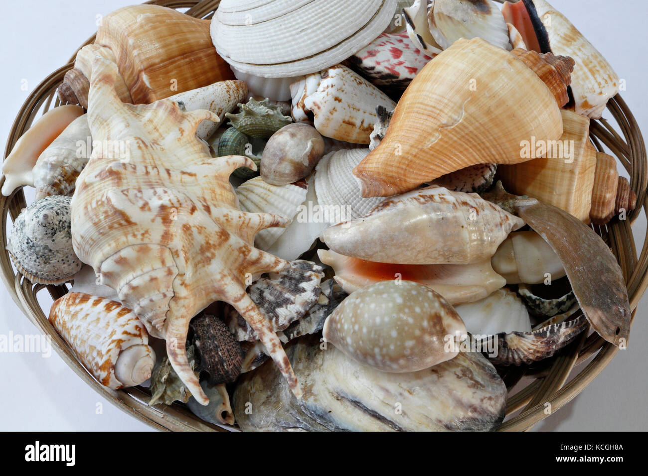 Marine shells hi-res stock photography and images - Alamy