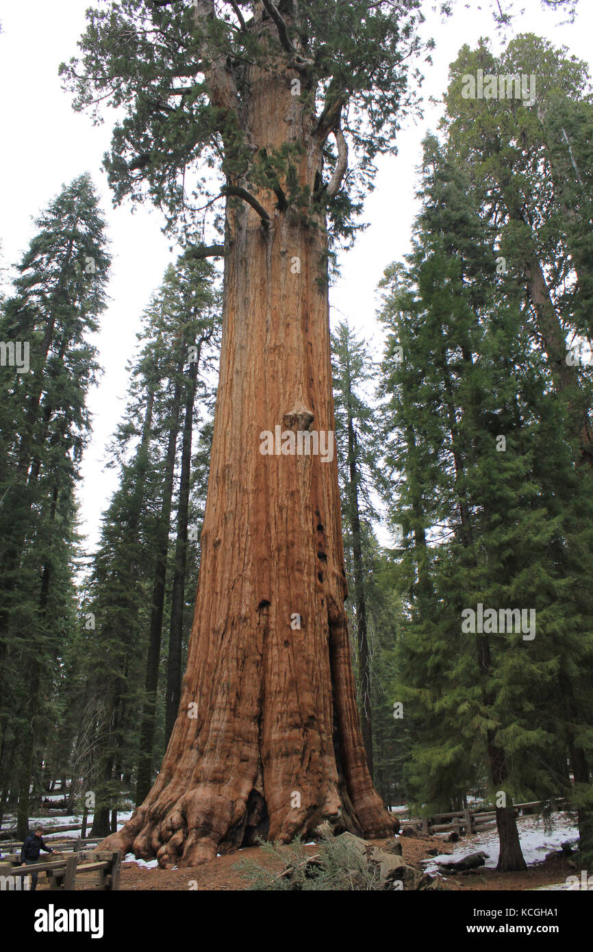 Sequioa Tree High Resolution Stock Photography and Images - Alamy