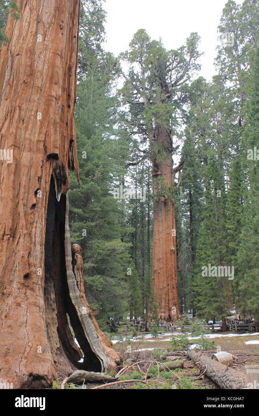 Sequioa tree hi-res stock photography and images - Alamy