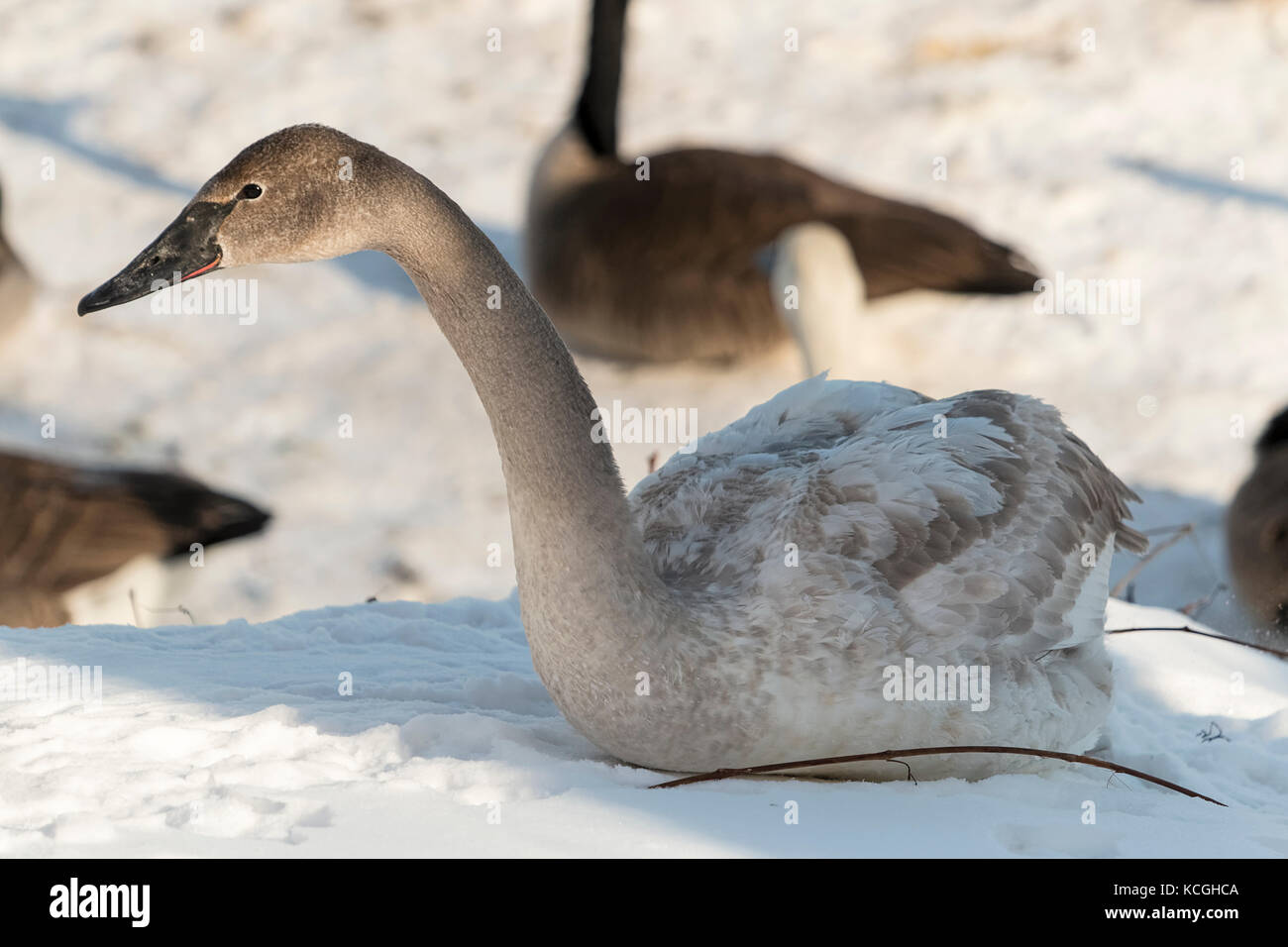 Minnesota bird hi-res stock photography and images - Alamy