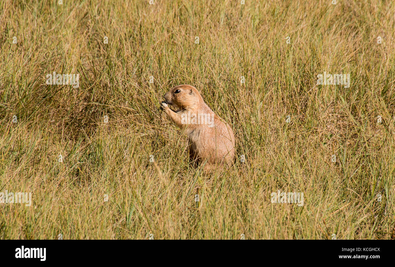 A prairie dog eating in a field Stock Photo - Alamy