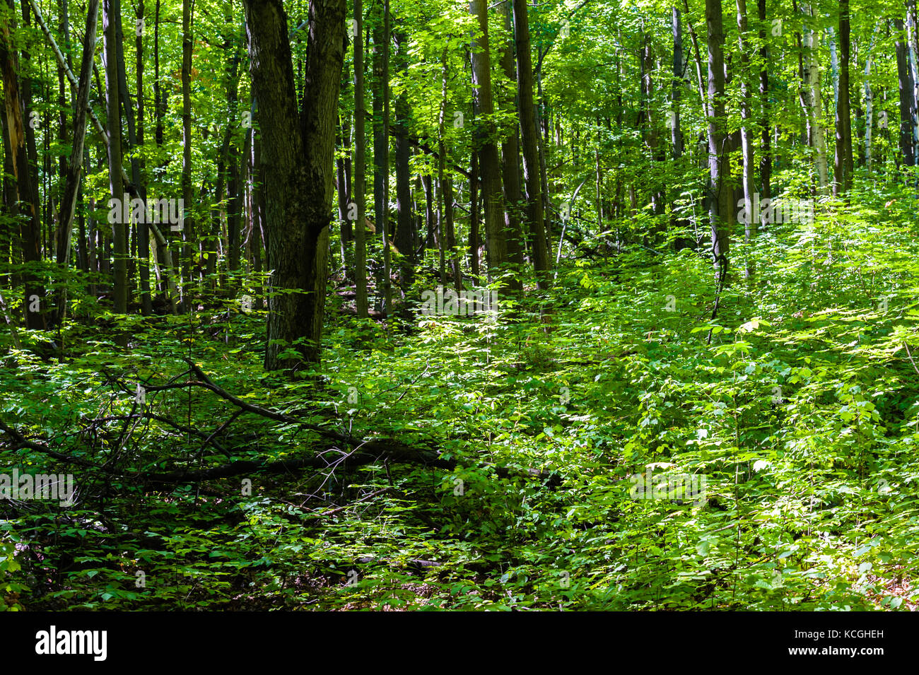 Lush green leafy trees hi-res stock photography and images - Alamy