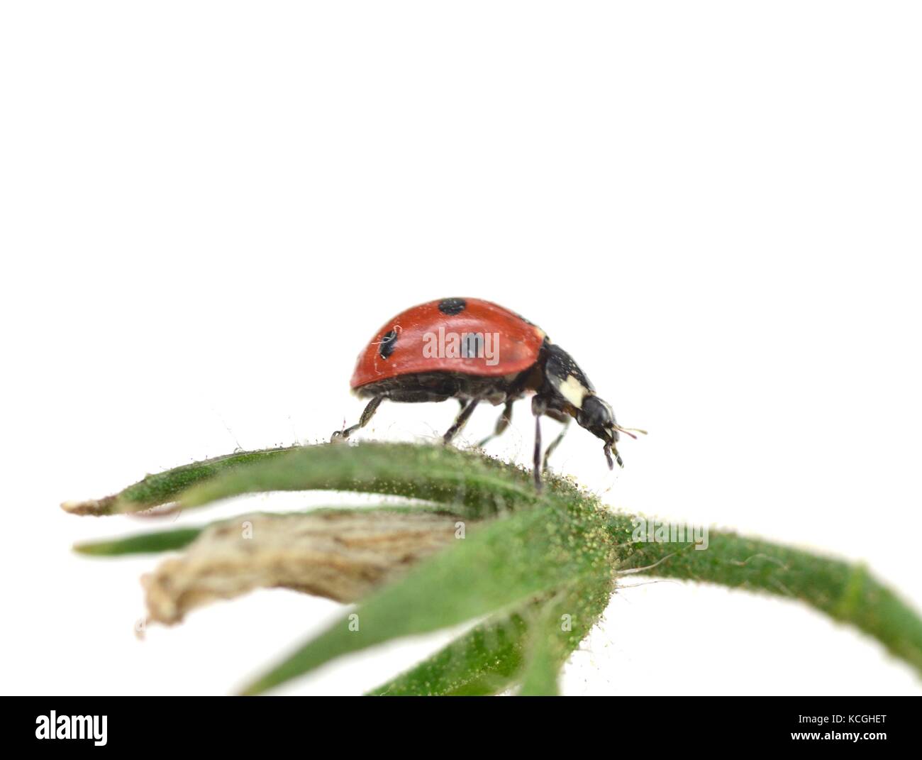Macro images of Ladybird beetle on a tomato plant Stock Photo - Alamy