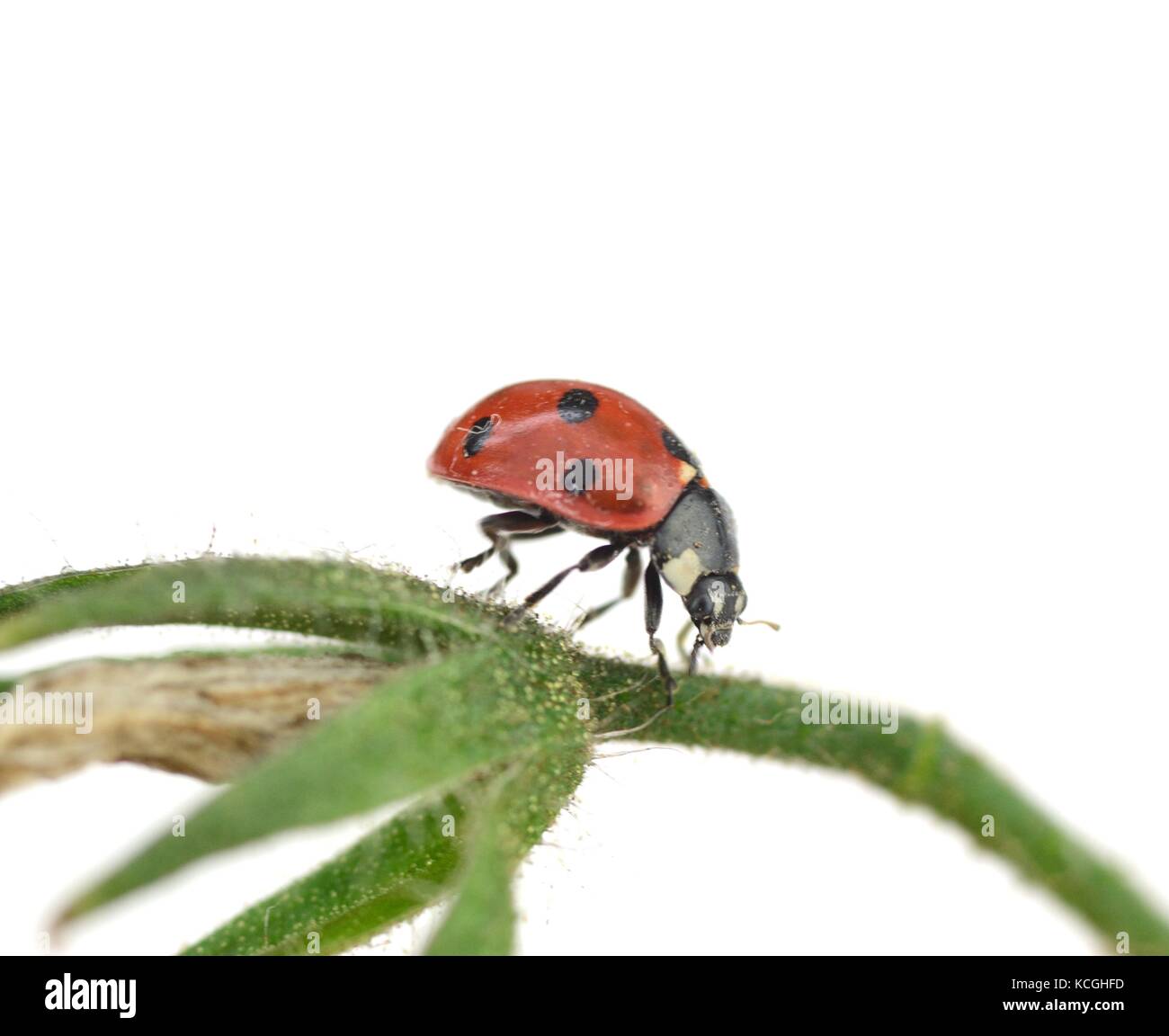 Macro images of Ladybird beetle on a tomato plant Stock Photo - Alamy