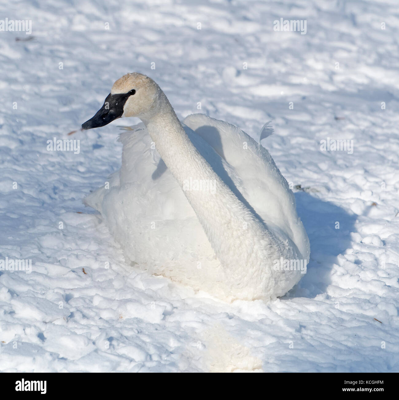 Resting swan hi-res stock photography and images - Alamy