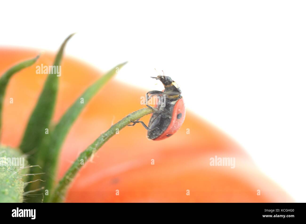 Macro images of Ladybird beetle on a tomato plant Stock Photo - Alamy