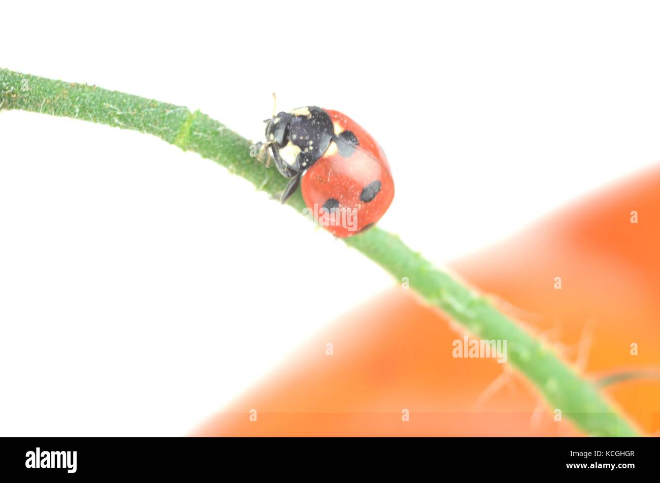 Macro images of Ladybird beetle on a tomato plant Stock Photo - Alamy