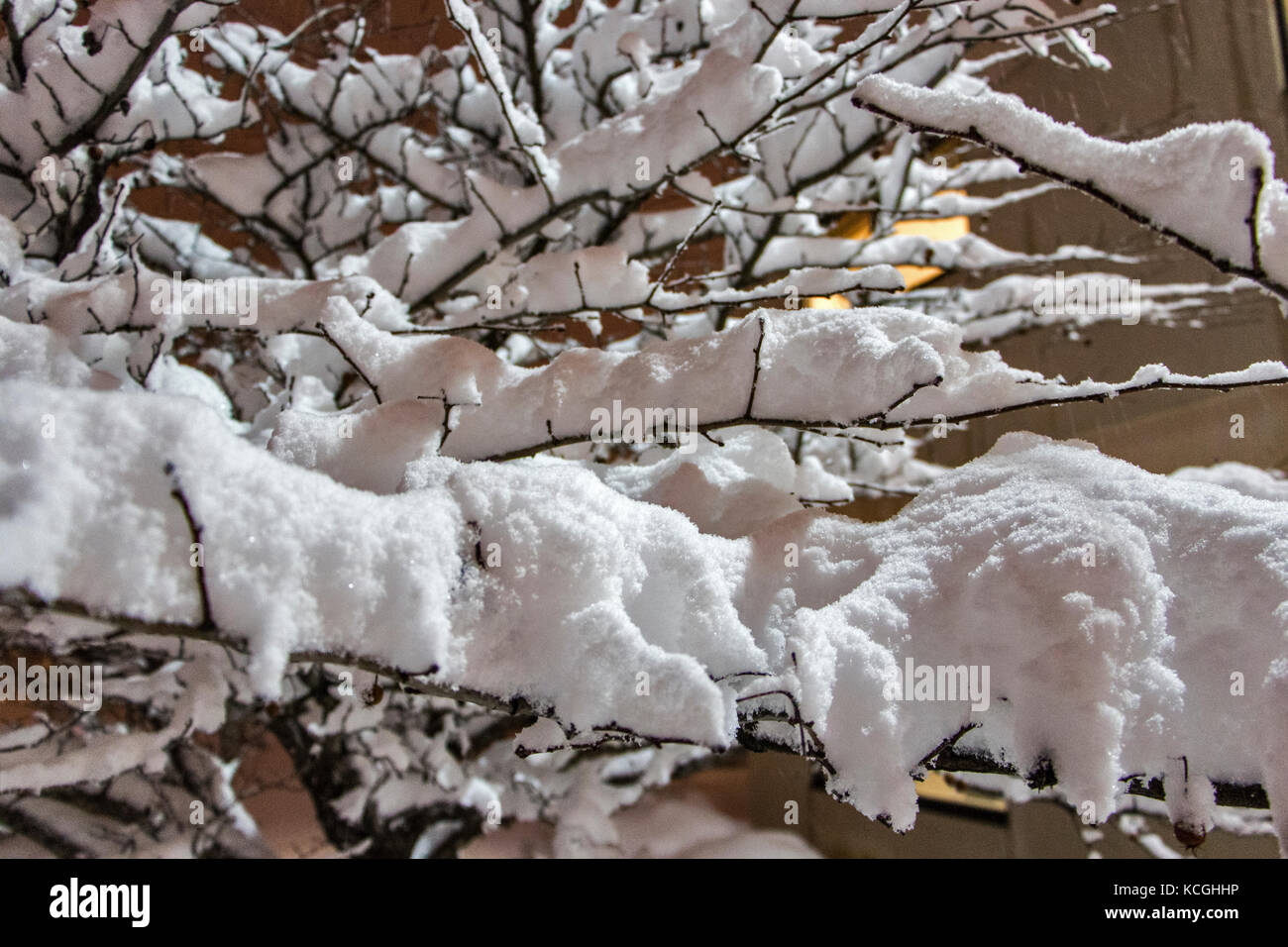 Heavy snowy branches hi-res stock photography and images - Alamy