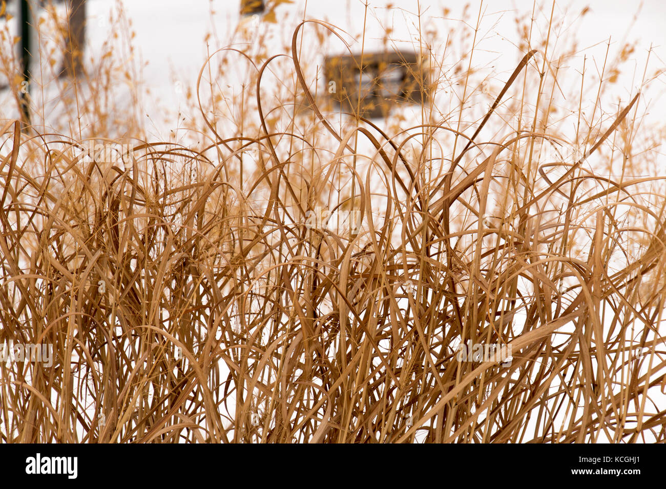 Dead, dried grasses in Minnesota during Winter Stock Photo - Alamy