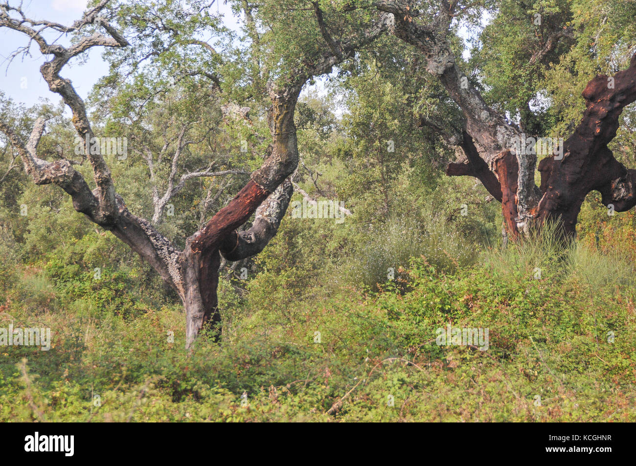 cork oak trees in Extremadura, Spain Stock Photo - Alamy