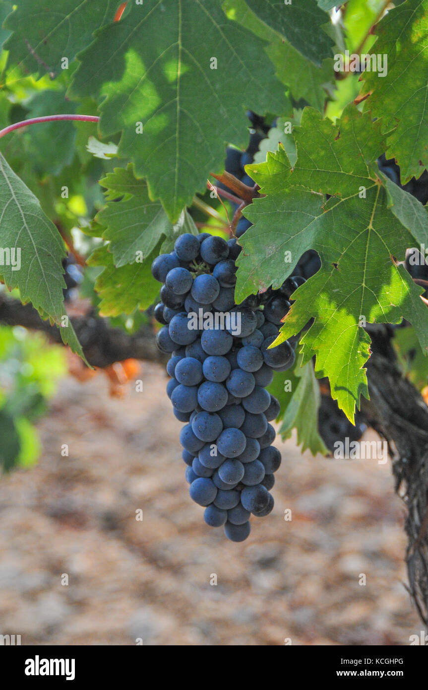 Tempranillo grape at Ochoa winery, Navarra, Spain Stock Photo - Alamy