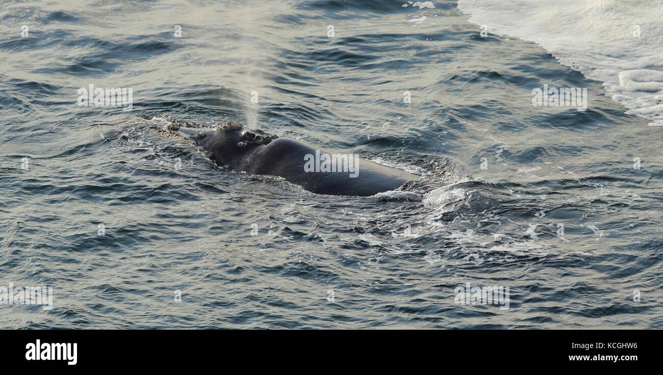 Whale spraying water hi-res stock photography and images - Alamy