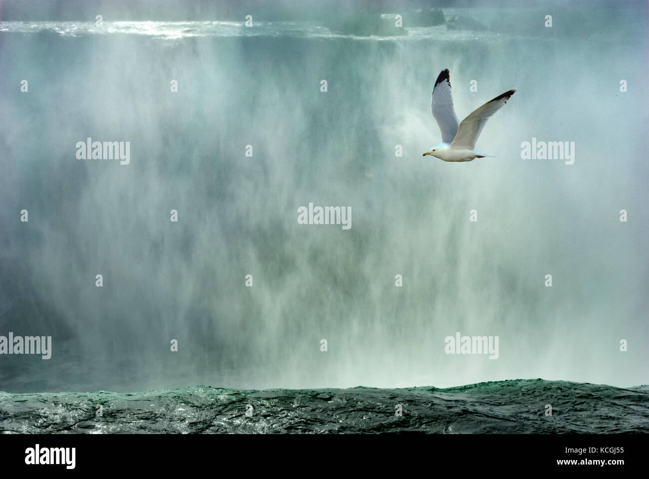 Gull flying in the mist of Niagara Falls Stock Photo - Alamy
