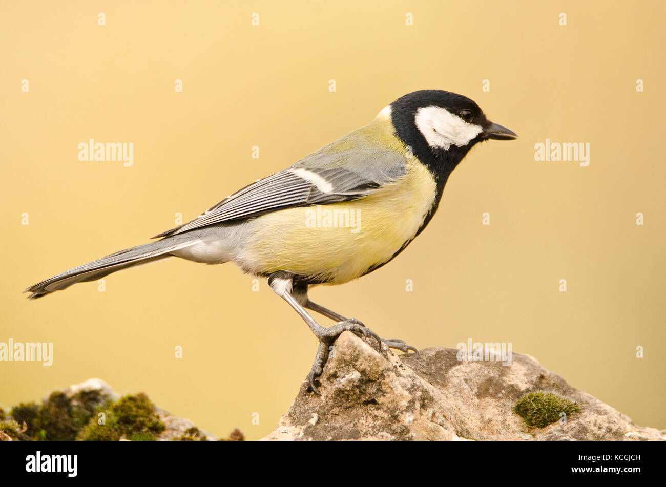 European bird (Parus major) on rock with smooth background. Profile ...