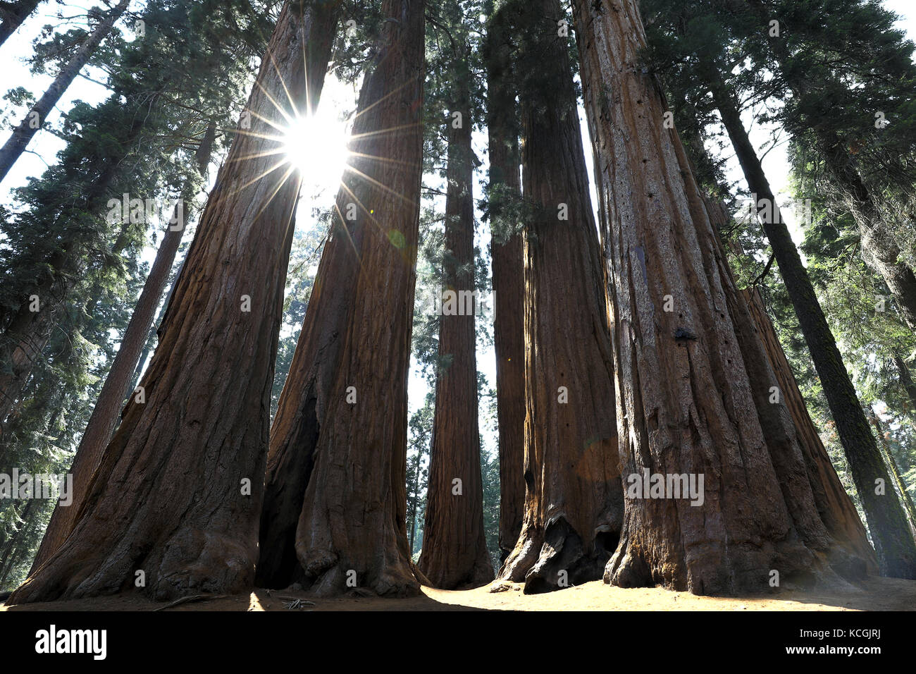 Sun light shooting through Sequoia trees in Sequoia National Park Stock ...