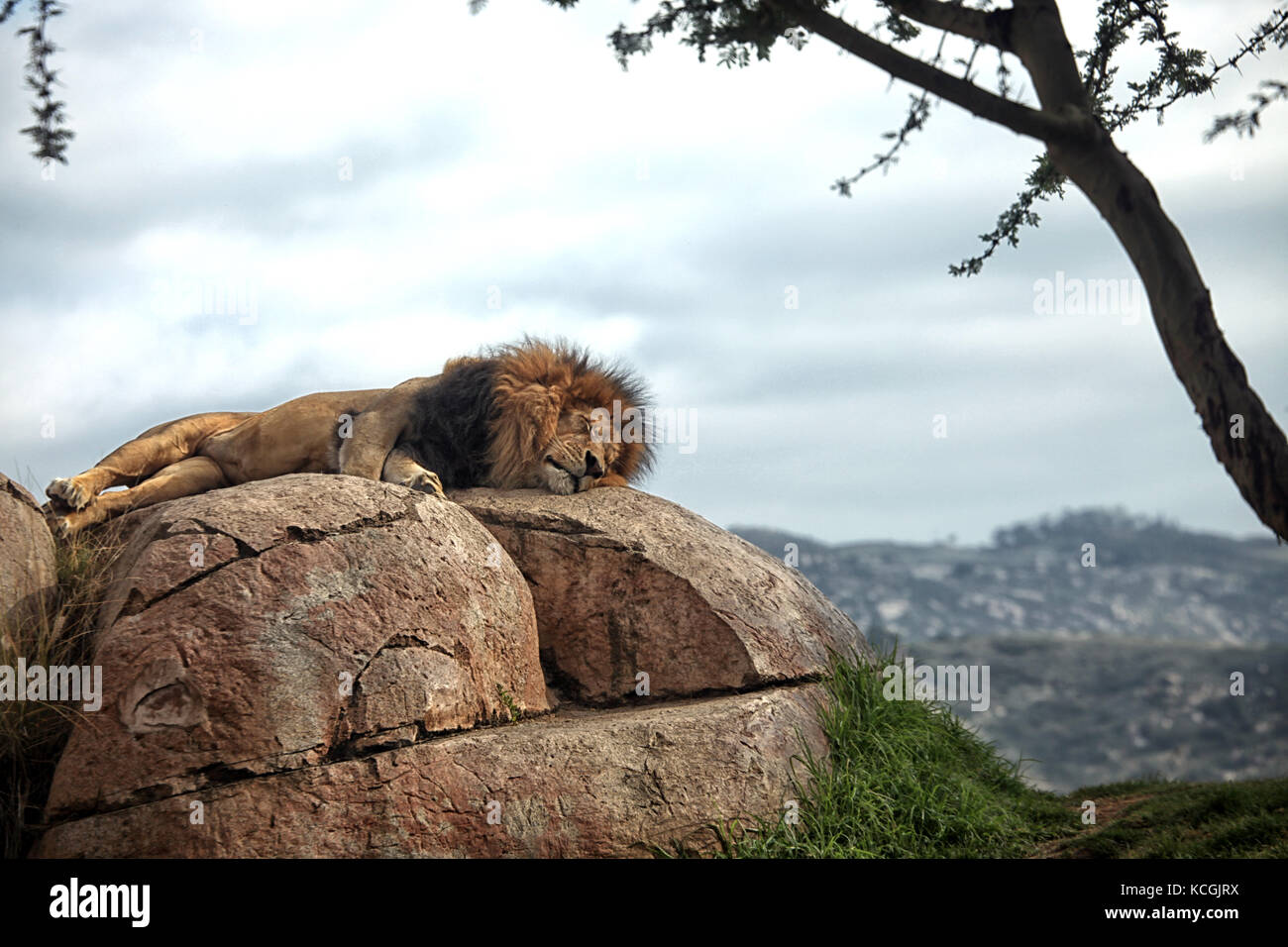 Lion during an afternoon nap in San Diego Safari Park Stock Photo - Alamy