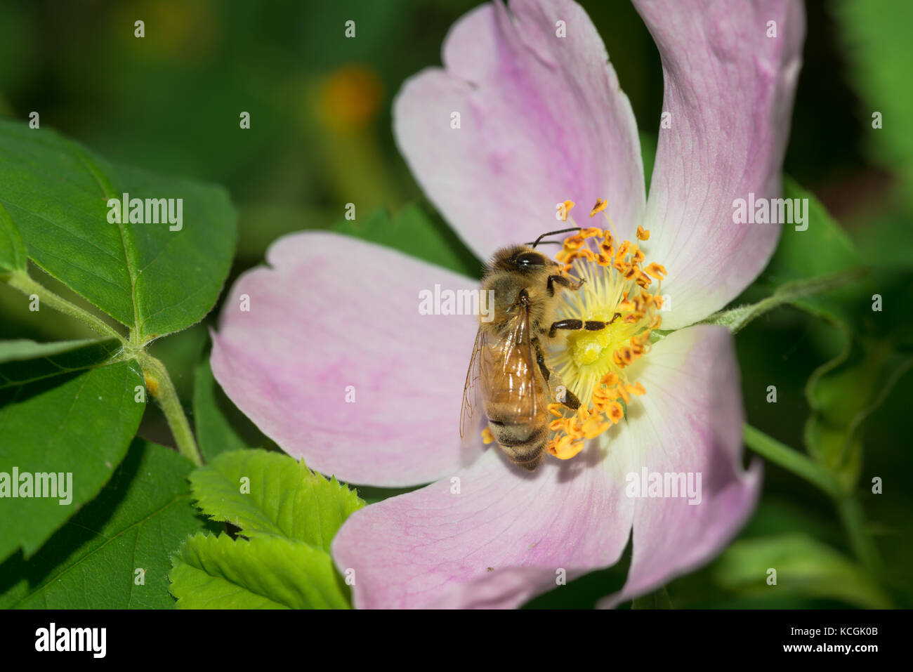 Wildrose insect hi-res stock photography and images - Alamy