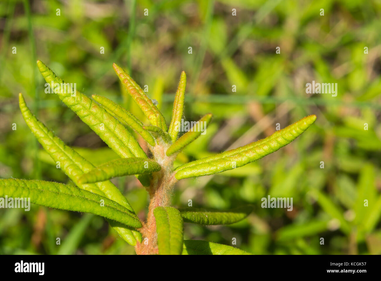 Labrador tea leaves hi-res stock photography and images - Alamy
