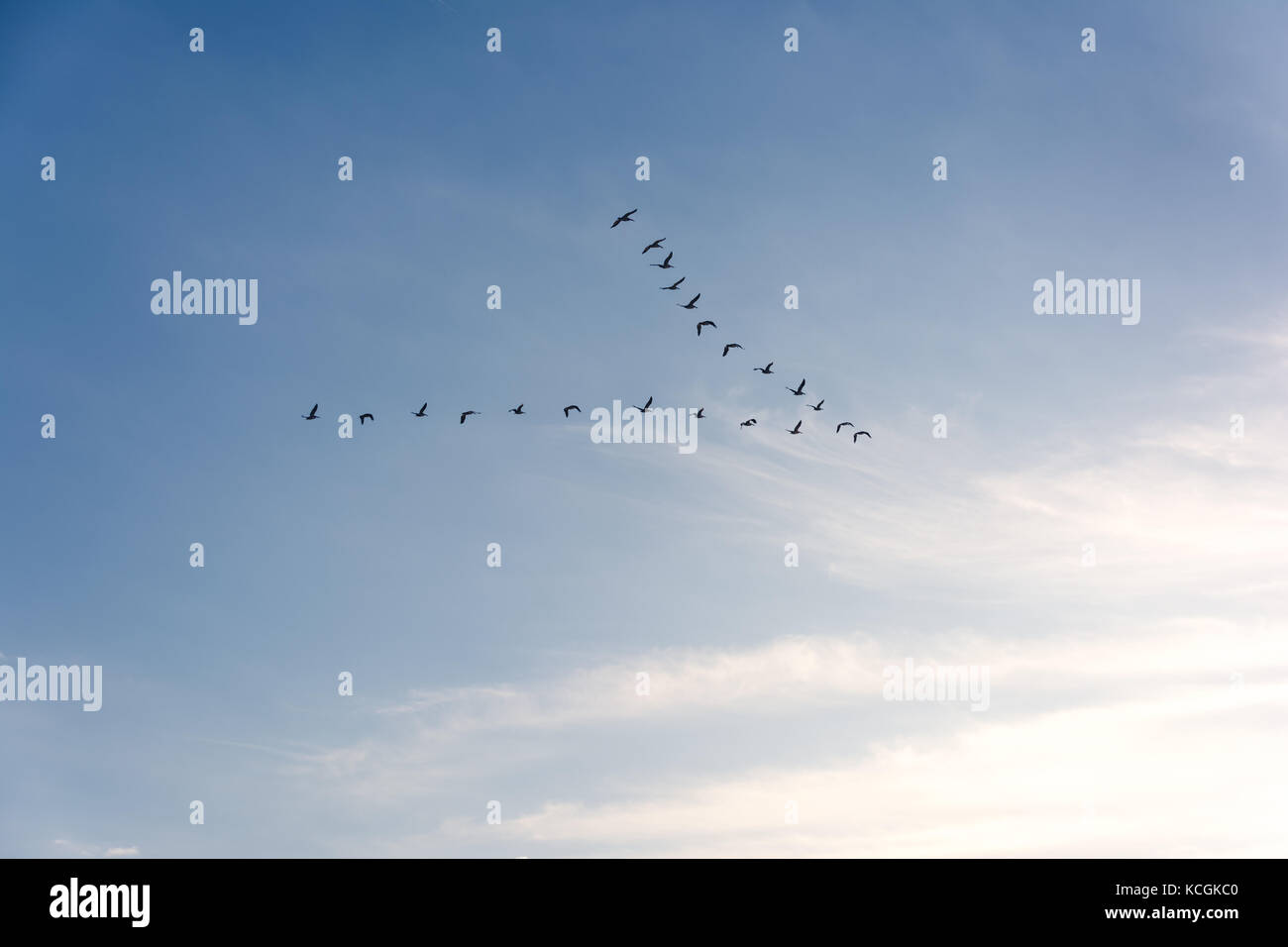 large flock of birds flying in v formation as the migrate. Backgorund ...