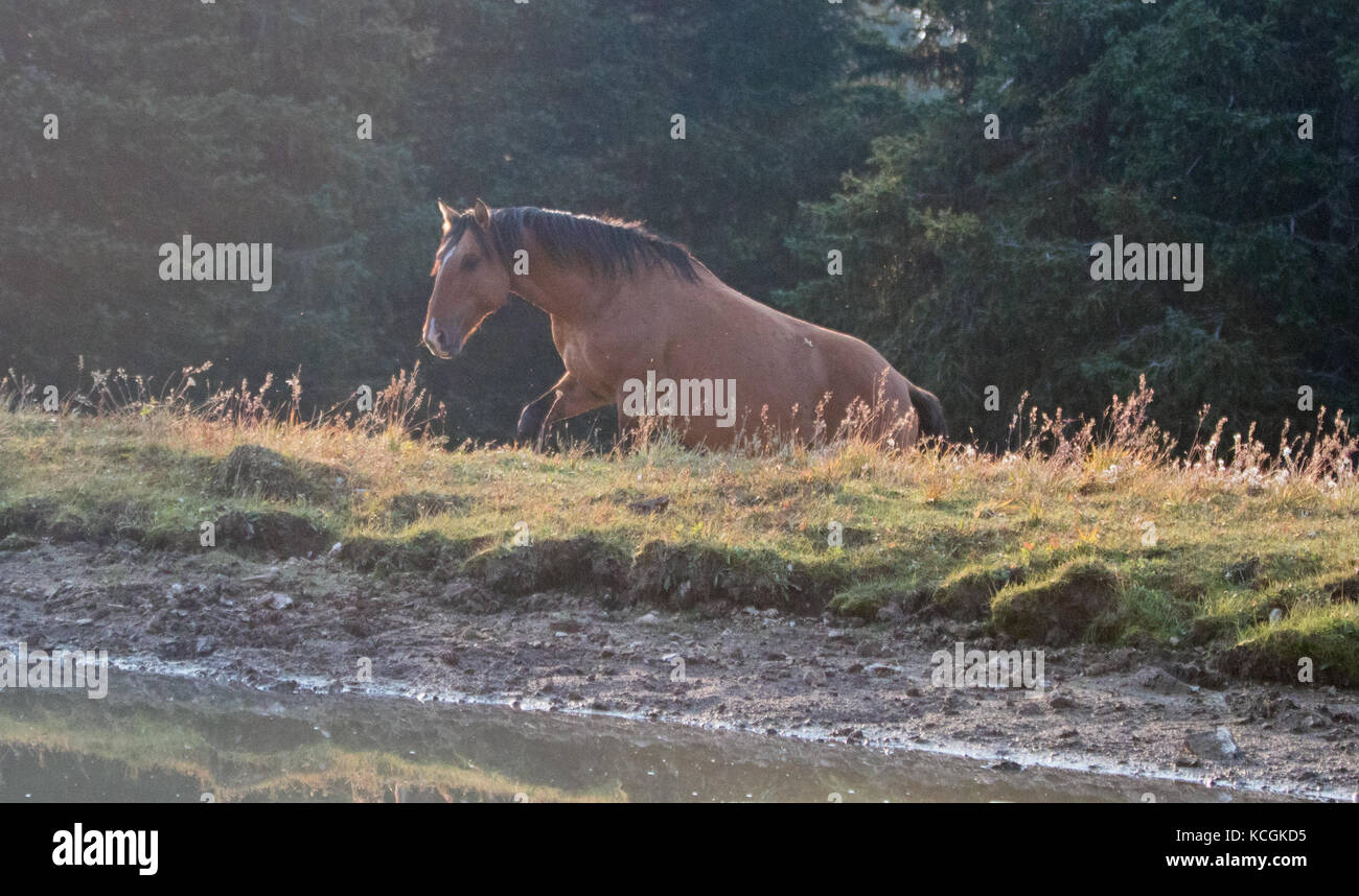 Buckskin stallion hi-res stock photography and images - Alamy
