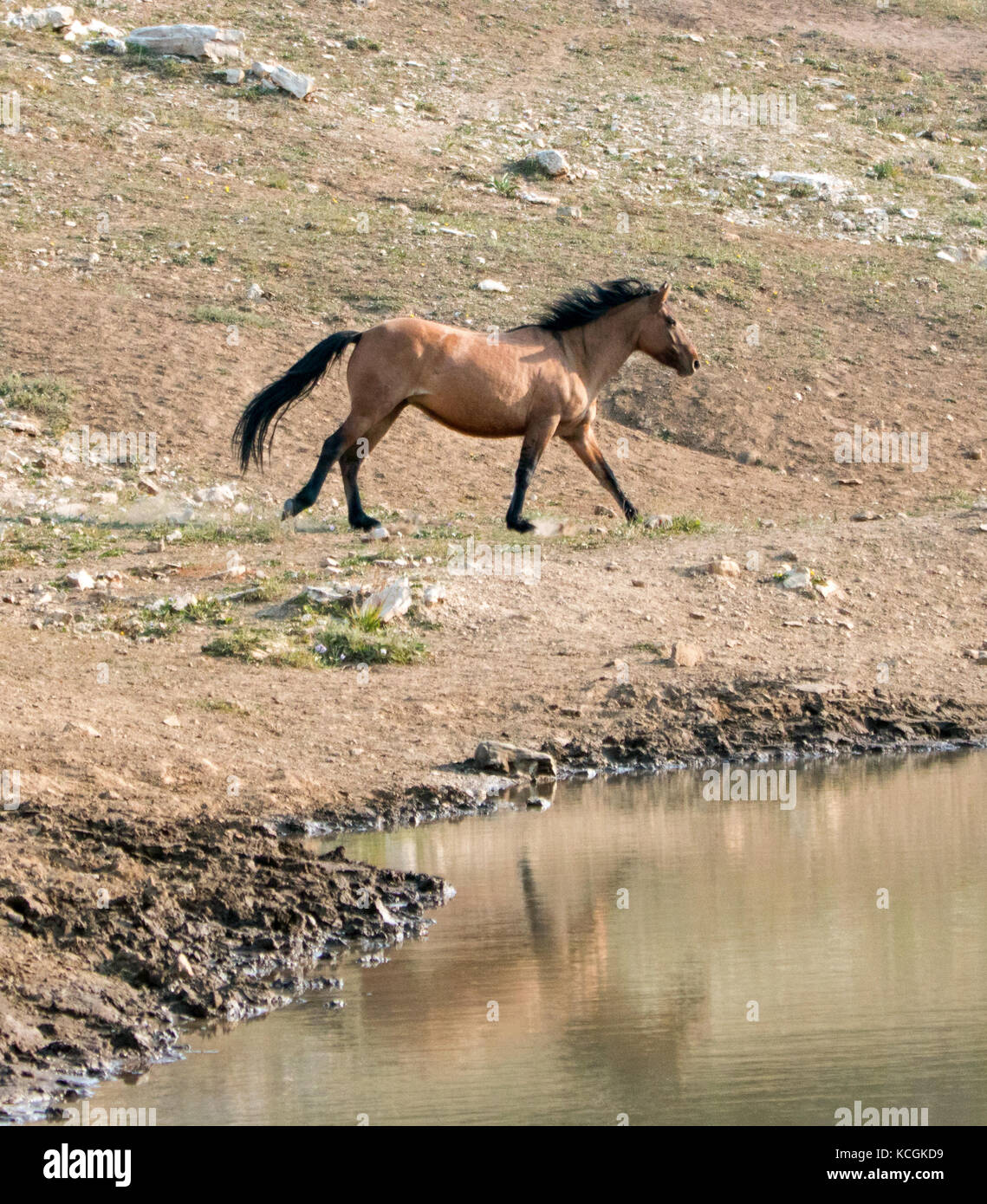 Wild Buckskin Stallion