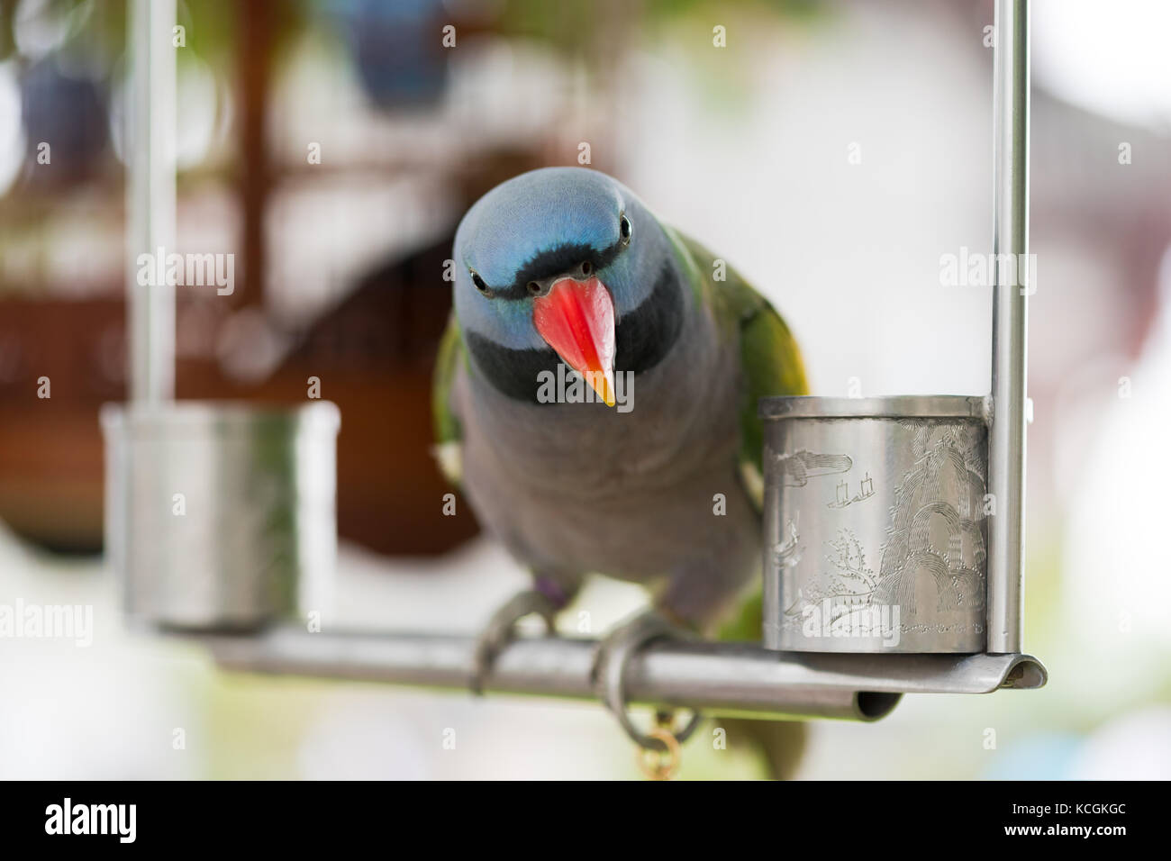 Psittacula alexandri parrot close-up on an iron perch looking at Stock ...