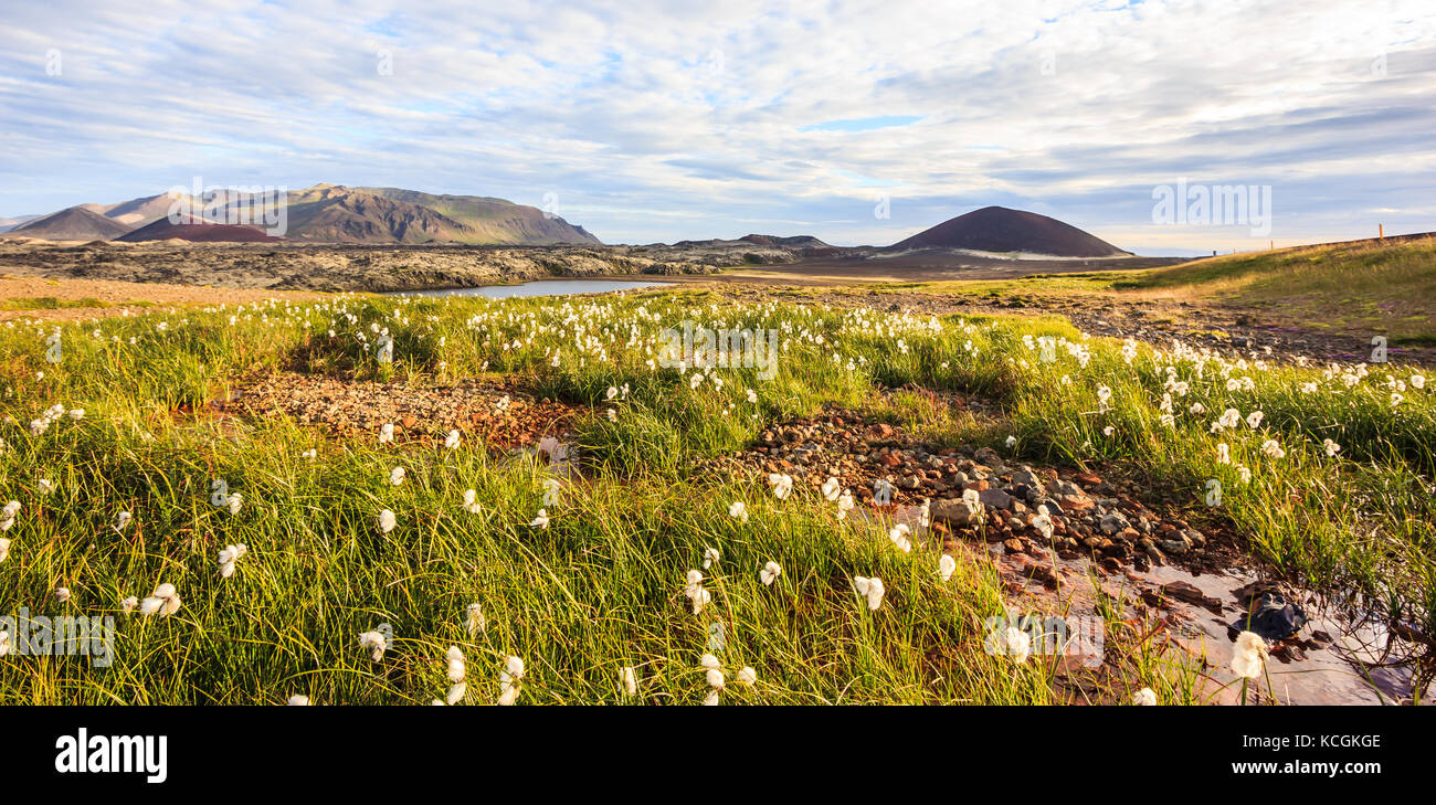Beautiful summer icelandic landscape panoramic view with grassland ...