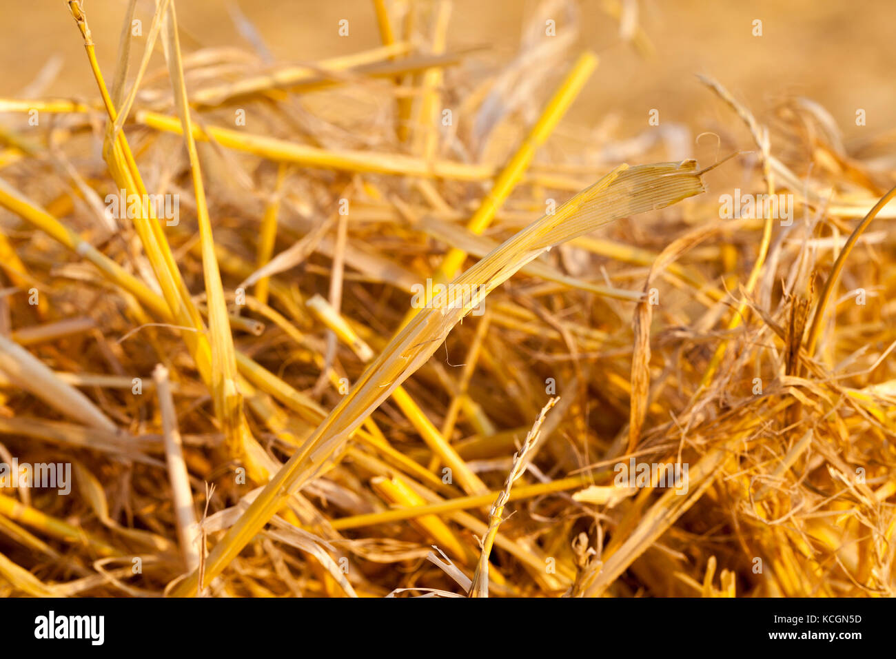 bales of hay, rolled into stacks left after harvesting of wheat ears ...