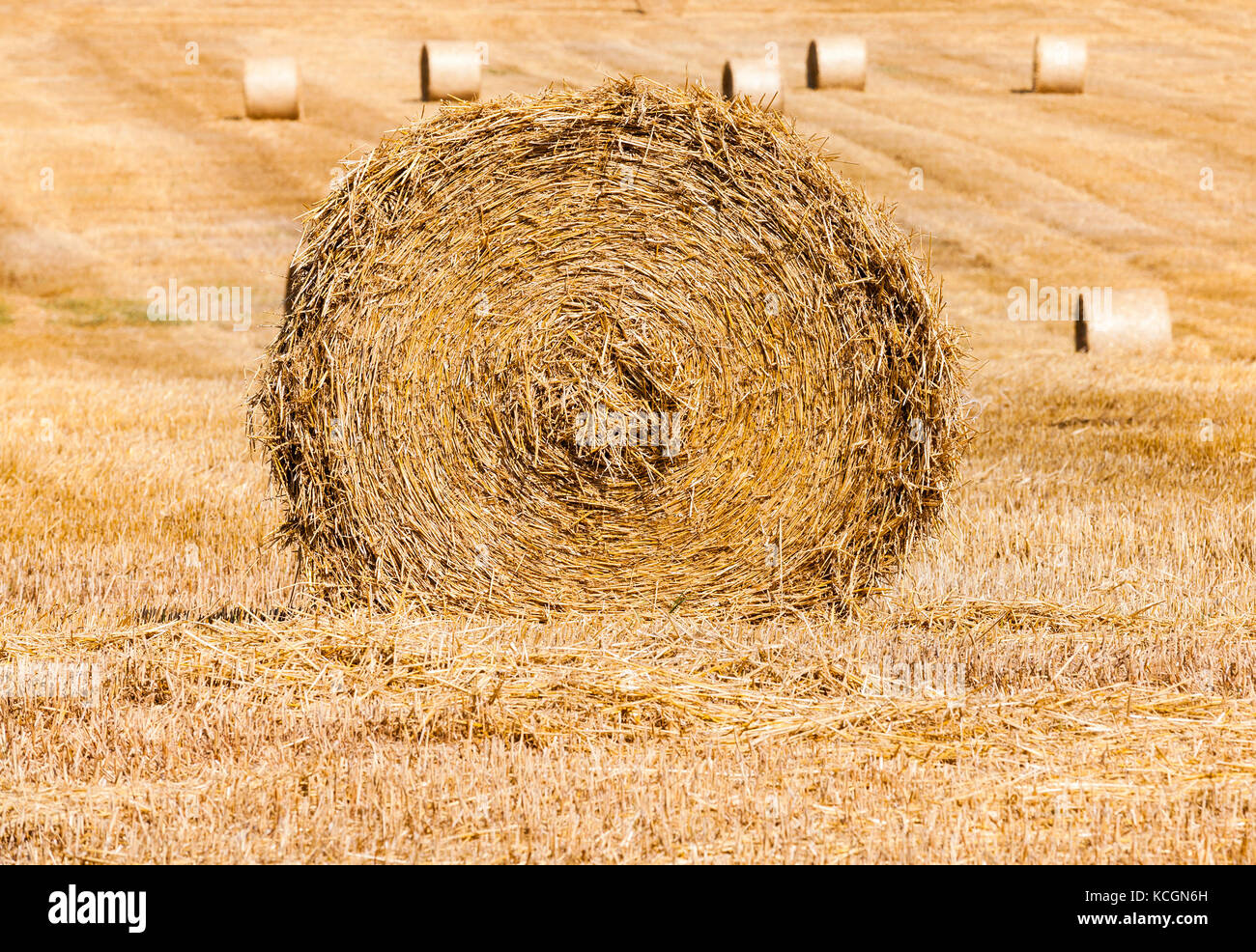 stack of wheat straw during harvesting. Agricultural field. Rolls of ...