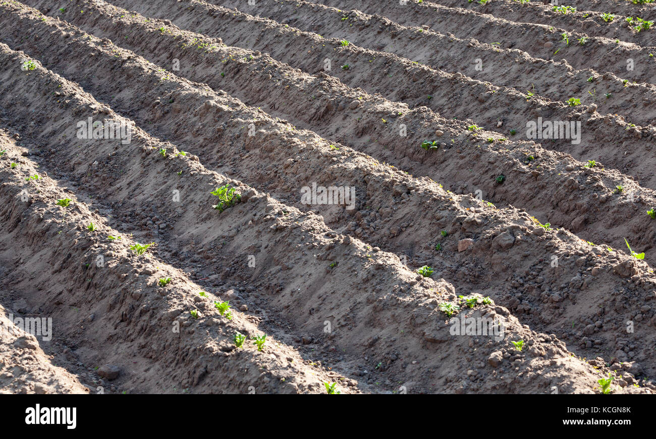 Plowed agricultural fields prepared for planting crops. Countryside ...