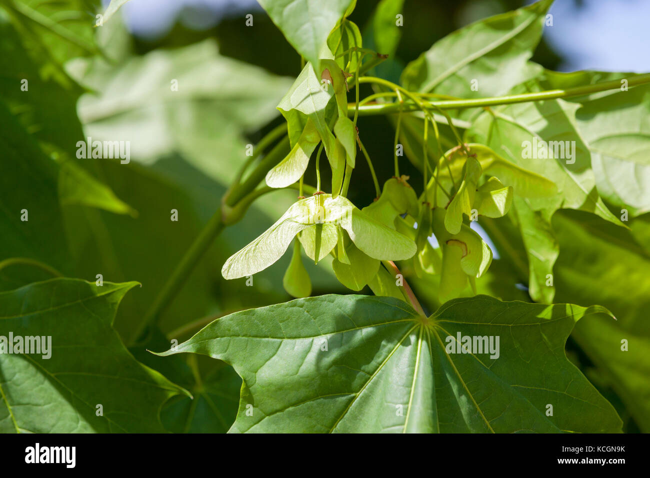 Maple leaves and green seeds during the beginning of plant growth ...