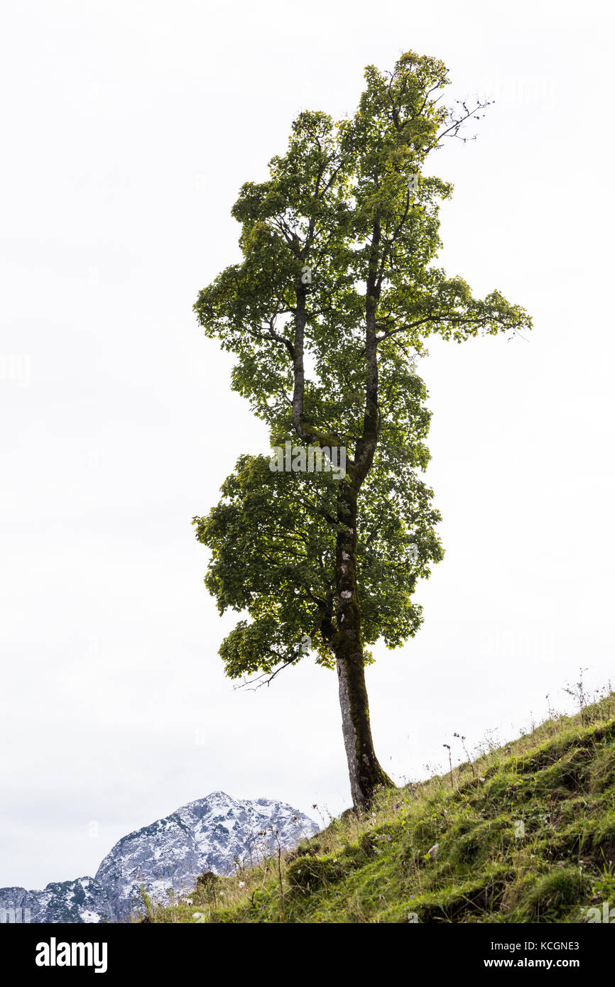 Pertisau in the achensee hi-res stock photography and images - Alamy