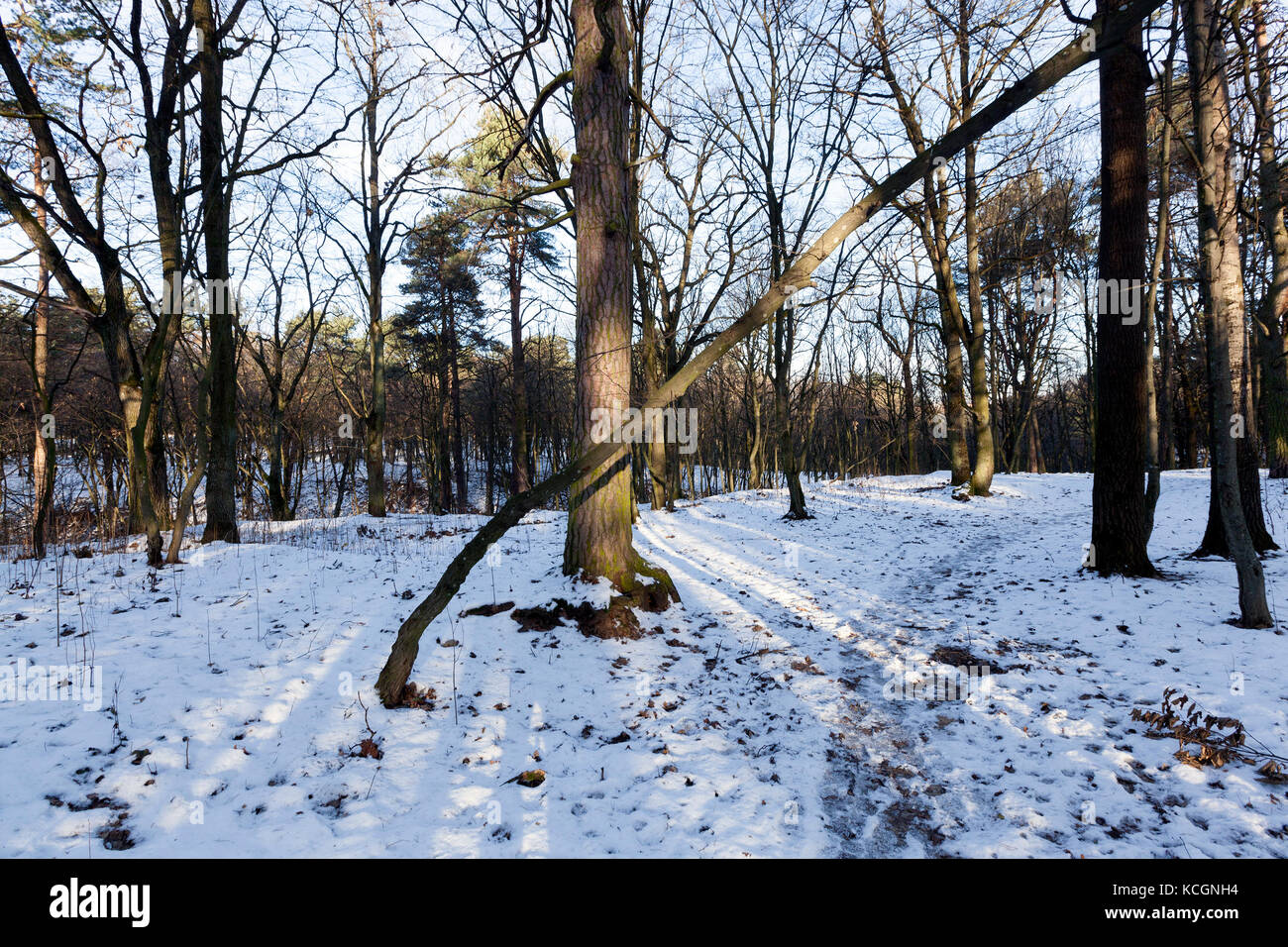 snow photographed in the winter season, which appeared after a snowfall ...