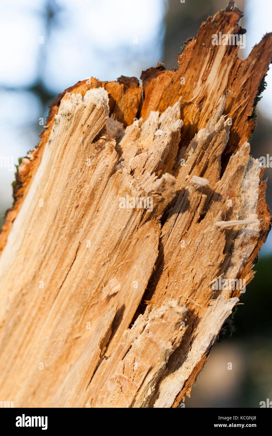 Overthrown tree hi-res stock photography and images - Alamy