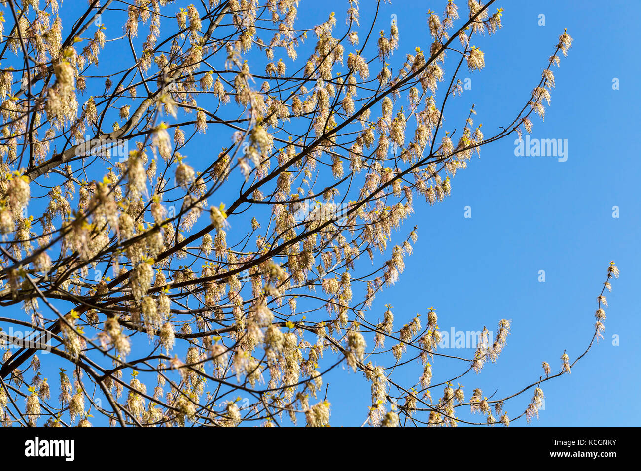 the first shoots and leaves photographed close-up in the spring season ...