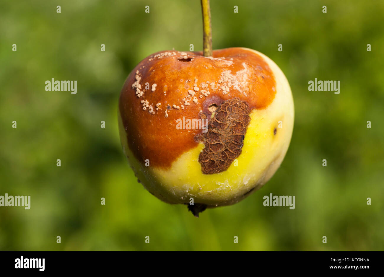 a close-up photo of an apple on which mold and decay formed Stock Photo ...